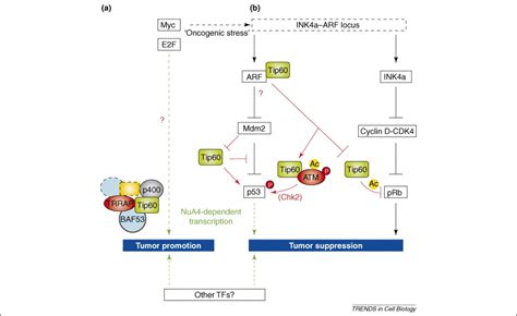 Tip60 In Dna Damage Response And Growth Control Many Tricks In One Hat