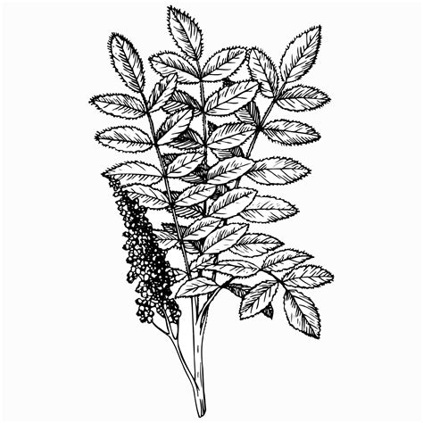 Premium Vector Rhus Staghorn Sumac