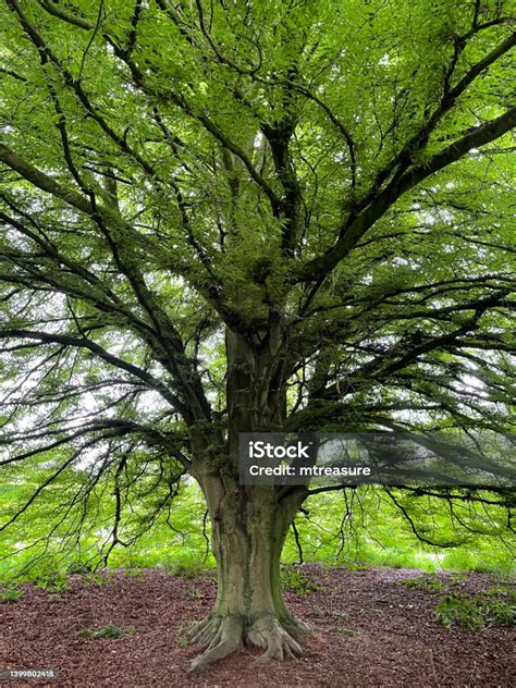 고사리 잎 너도밤 나무 줄기와 자른 잎 줄기 및 뿌리가 녹색 이끼류와 이끼로 덮인 뿌리 뿌리는 크라운의 이미지 전경에 초점