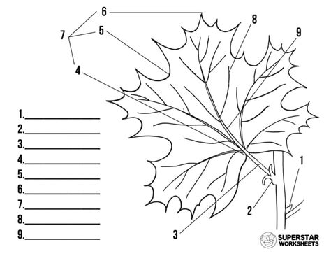 Leaf Anatomy Worksheet Coloring Key Coloring Pages