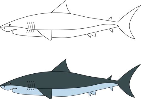 Shark Clipart Set Colorful And Outline Sharks 41949923 Vector Art At