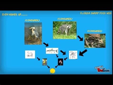 Everglades Food Web