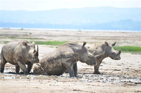 10일 케냐 및 탄자니아 사파리 Getyourguide