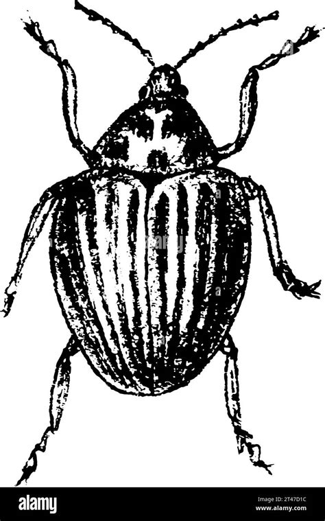 Bug Vector Hand Drawn Sketch Illustration Sloppy Doodle Grunge Style
