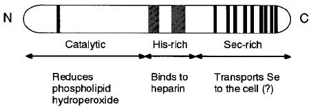 Domain Structure Of SeP And Its Function Download Scientific Diagram