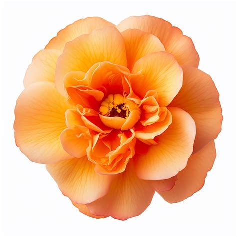 Premium Ai Image Beautiful Soft Pink Flower