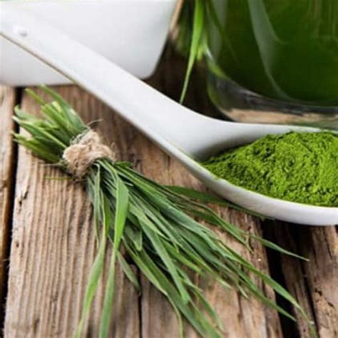 Bermuda Grass Ingredients Herbal Extract At Best Price In Chennai