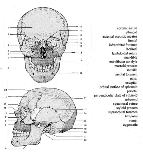 Skull Bones Labeling Quiz