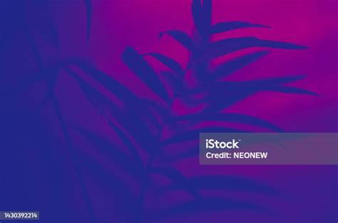 네온 분위기 꽃 배경 보라색 어두운 야자수 잎과 그림자 미래 지향적 인 클로즈업 텍스처 열대 야자수 잎은 생동감 넘치는 대담한 그라디언트 홀로그램 네온 색상으로 나타납니다
