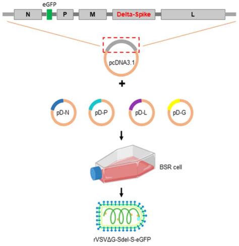 Microorganisms Free Full Text Characterization Of A Vesicular