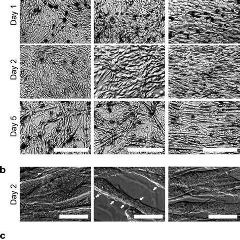 Comparison Of The Effects Of Equibiaxial And Uniaxial Cyclic Strain On