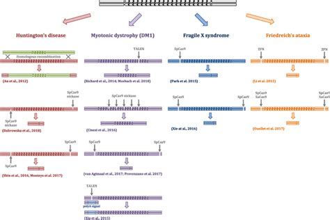 Methods Used For Deleting Or Contracting Trinucleotide Repeats In Human Download Scientific