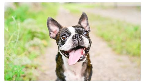 Boston Terrier Names Finding The Perfect Moniker For Your Lively