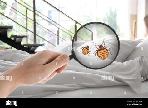 woman with magnifying glass detecting bed bugs in bedroom closeup