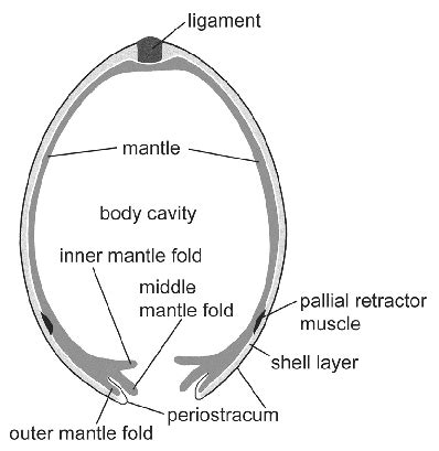1 Cross Section Through A Typical Bivalve Shell After Coan Et Al Download Scientific Diagram
