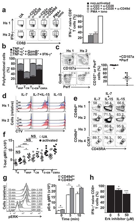 T Mnp Cells Show Signs Of Prior Activation A Cd8 T Mnp Cell After