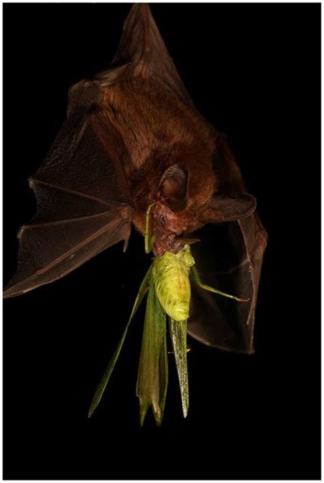 Insect Eating Bats Eat More Insects Than Birds In Tropical Forests — In