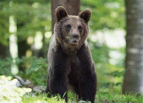 Bear Kills Another Person In Japan In Record Year For Fatal Attacks