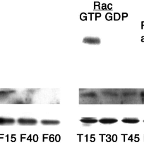 Activation Of Rac And Cdc42 By Matrix Adhesion A Specificity Of Pdb