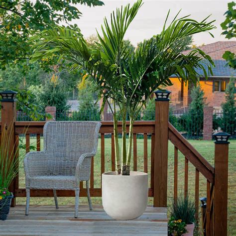 Palm Tree Nursery Palm Trees Atlanta Palms