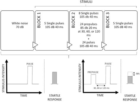 Schematic View Of Prepulse Inhibition Procedure Note Ppi ¼ Prepulse Download Scientific