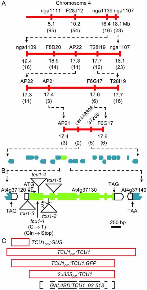 Positional Cloning Structure And Constructs Of The Tcu1 Gene A Download Scientific Diagram