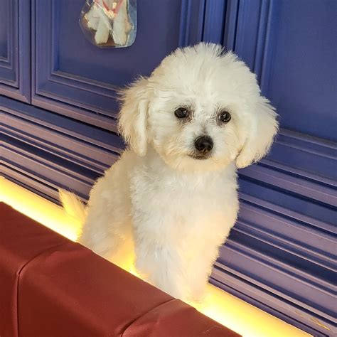 비숑 여아 399000 말티폼분양전문 원주시강아지분양 친칠라분양 소형강아지 오드아이고양이 아메리칸컬분양 브리더분양 요크셔 강아지무료분양 고양이무료분양 도그마루