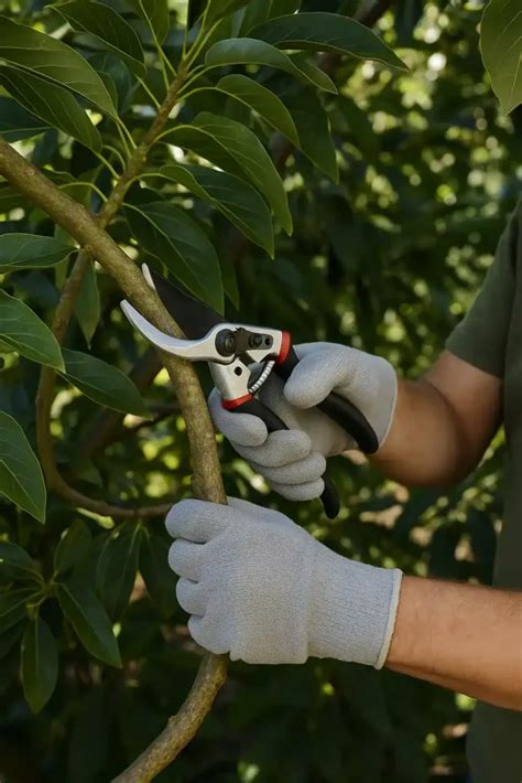 Hass Avocado Sizes Measurements Classification And Uses