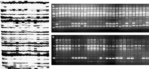 Molecular Polymorphisms Detected Among And Within Ecotypes A Aflp