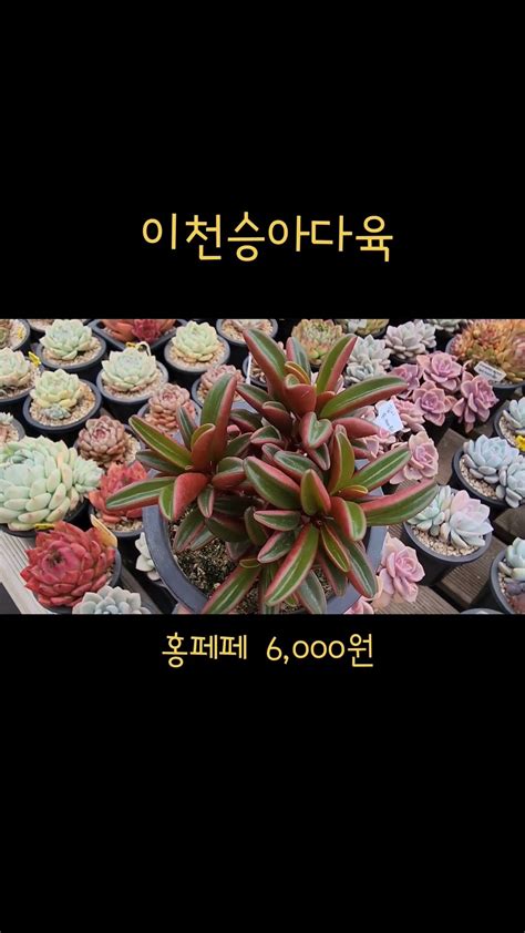 이천승아다육😘온라인 다육판매😎01031872821 간편한 문자주문 빠른배송 친절한 전화상담 5만원이상 무료배송 다육이