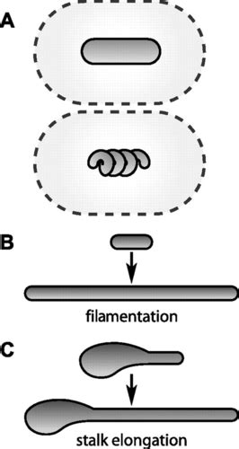 Bio 1102 Final Lsu Set 1 Prokaryotes Eukaryotes And Archaea Flashcards Quizlet