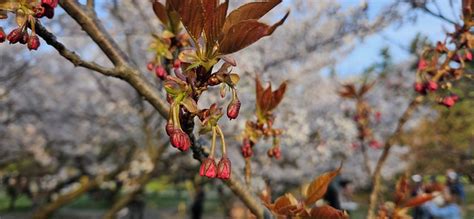 Flowers Red Spring Free Photo On Pixabay Pixabay