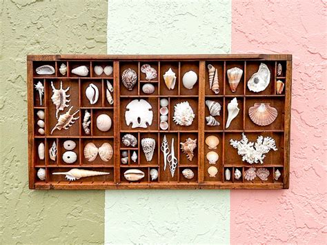 Printers Tray Shell Display In 2024 Shell Display Printers Tray Seashell Projects