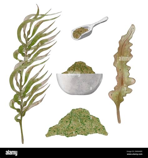 Seaweed In Watercolor Style Beauty Set For Spa Treatments Seaweed