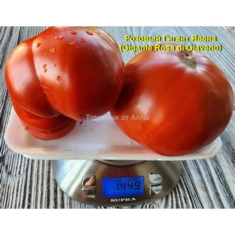 Tomat Rozovyj Gigant Yavena