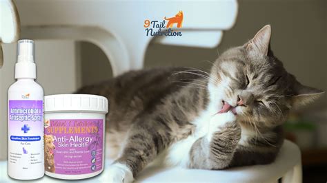 Pododermatitis In Cats Whats Really Going On With Those Puffy Paws