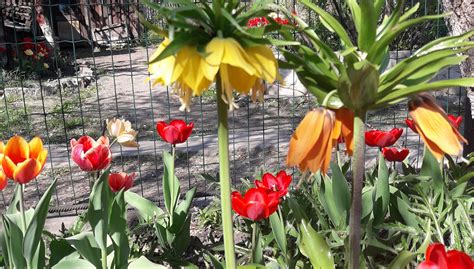 Декоратив Декоративные растения цветы хвойные и не только