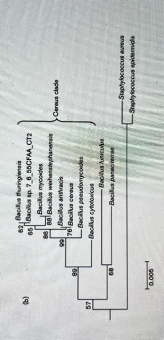 solved consider the two phylogenetic trees below the tree