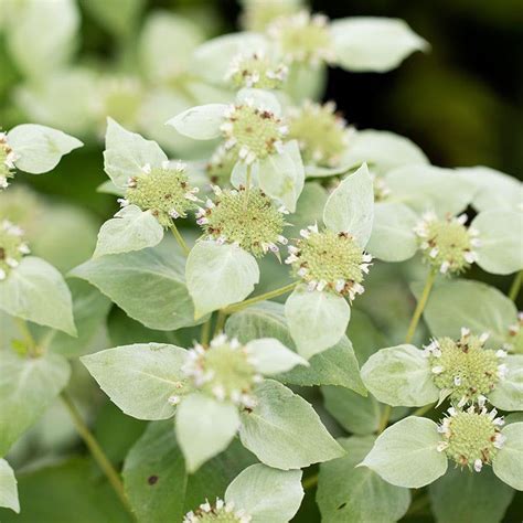 Mountain Mint Pycnanthemum Muticum The Garden Patch