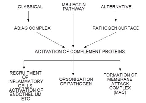 Pathways Of Complement Activation And Regulation Flashcards Quizlet