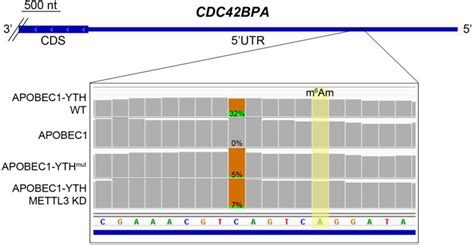 Dart Seq Does Not Identify M⁶am Sites Regions Surrounding Dart Seq