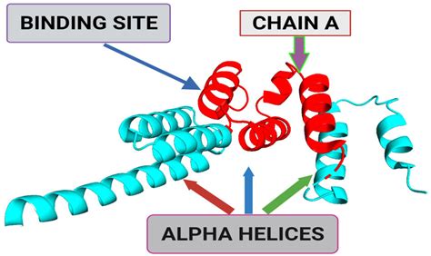 A 3 Dimensional Structural Representation Of Bub1 Mitotic Checkpoint