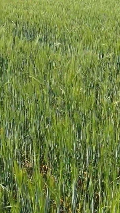 Яровой ячмень сорт Вакула в бинарных посевах с люцерной No Till Youtube