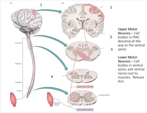 Neuroanatomy Of Motor Cortex Diagram Quizlet