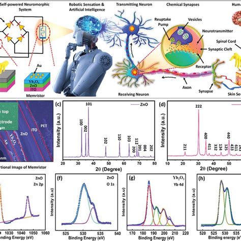 A The Multistate Resistive Switching Behavior Of Itoznoyb2o3au