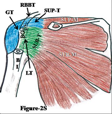 Medial Bicipital Groove Anatomy