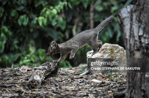 Fossas Photos And Premium High Res Pictures Getty Images