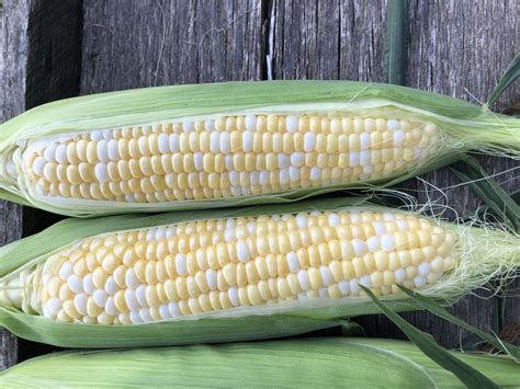 Evolution Of Corn