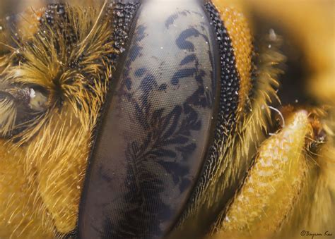 Solitary Bee Detail From Eye Lomo 37x Microscope Objecti Flickr