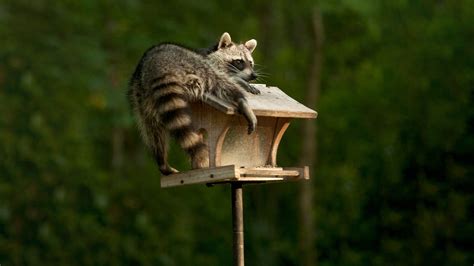 How To Keep Raccoons Away From Your Bird Feeders
